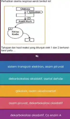 [perhatikan Skema Respirasi Aerob Berikut Ini Tahapan Dan Hasil Reaksi